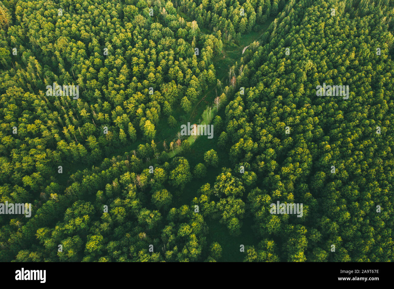 Aerial View Of Green Forest Landscape. Top View From High Attitude In ...