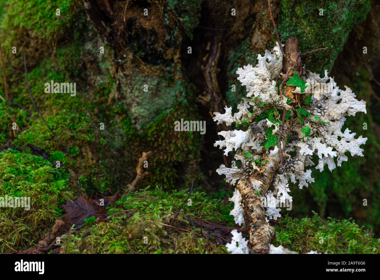 Scottish mosses hi-res stock photography and images - Alamy