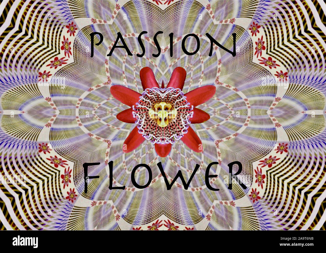 Passionate red flower hi-res stock photography and images - Alamy