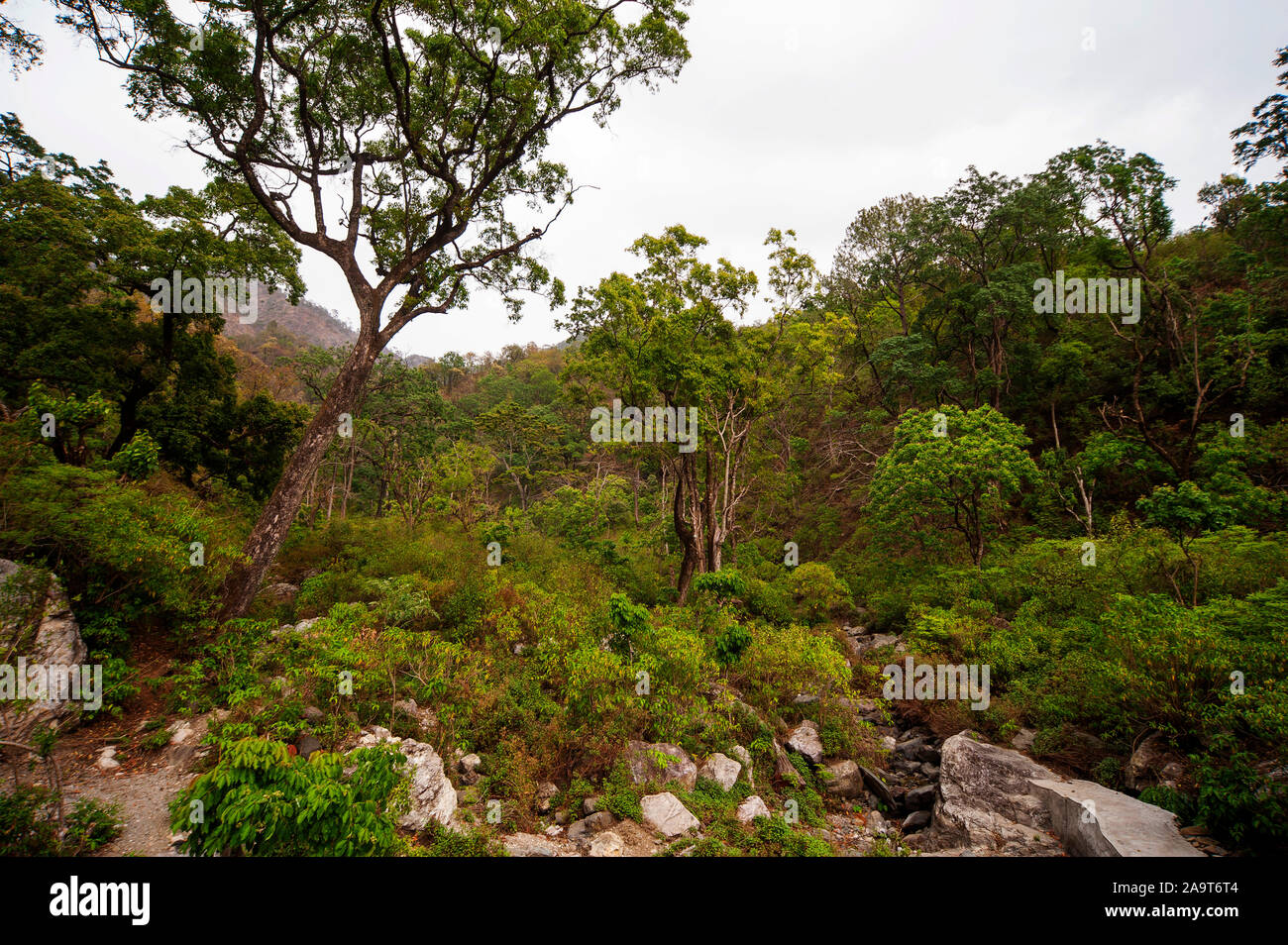 Dense forest at the Nandhour Valley, Kumaon Hills, Uttarakhand, India ...
