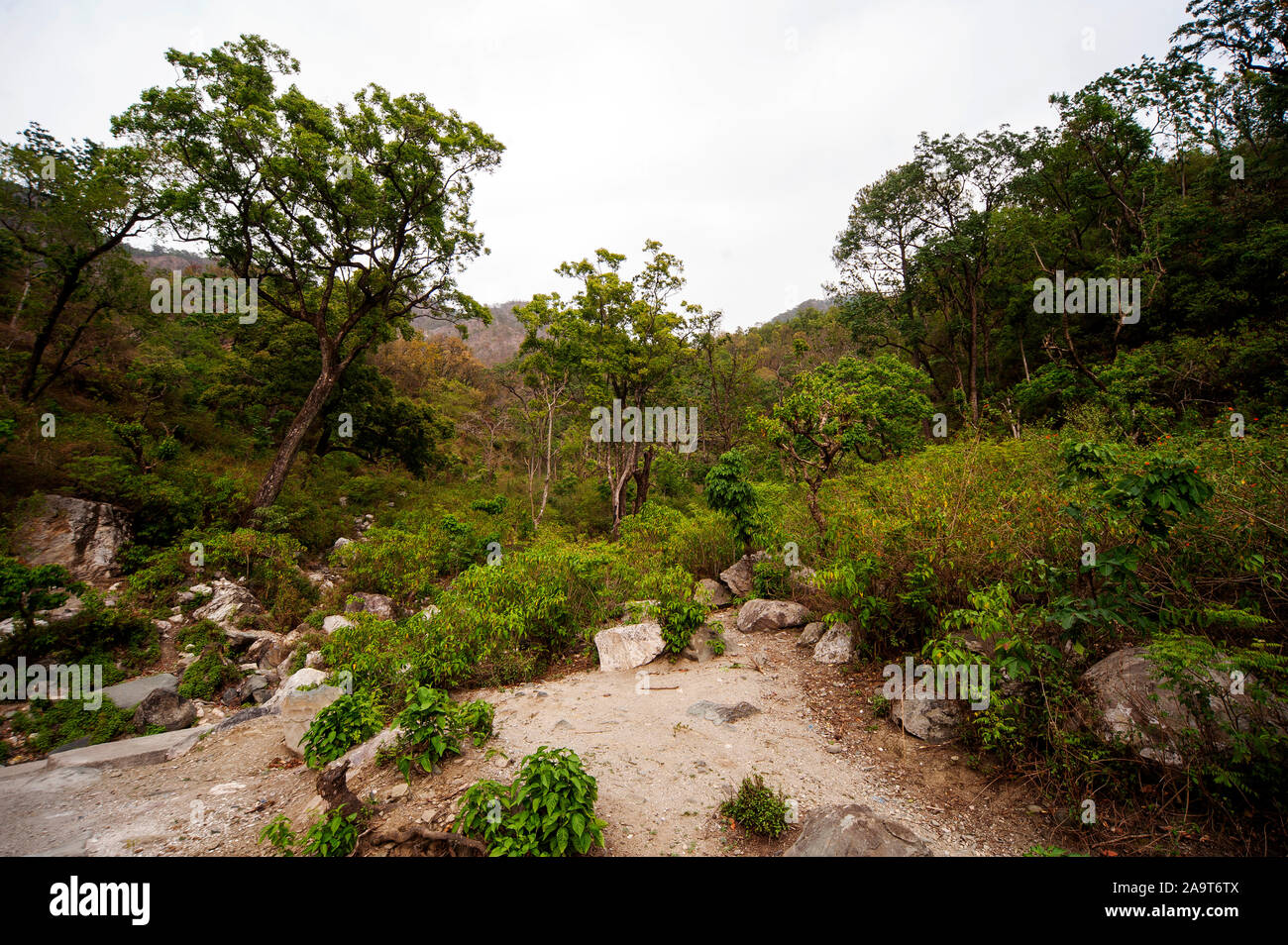 Dense forest at the Nandhour Valley, Kumaon Hills, Uttarakhand, India ...