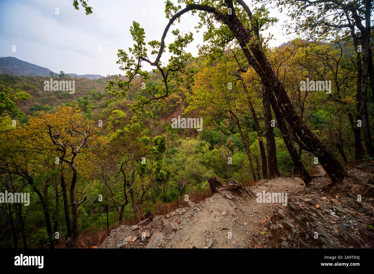 Dense forest at the Nandhour Valley, Kumaon Hills, Uttarakhand, India ...