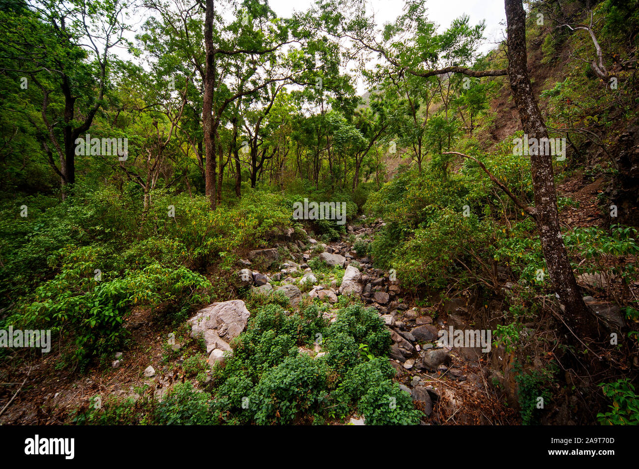 Dense forest at the Nandhour Valley, Kumaon Hills, Uttarakhand, India ...
