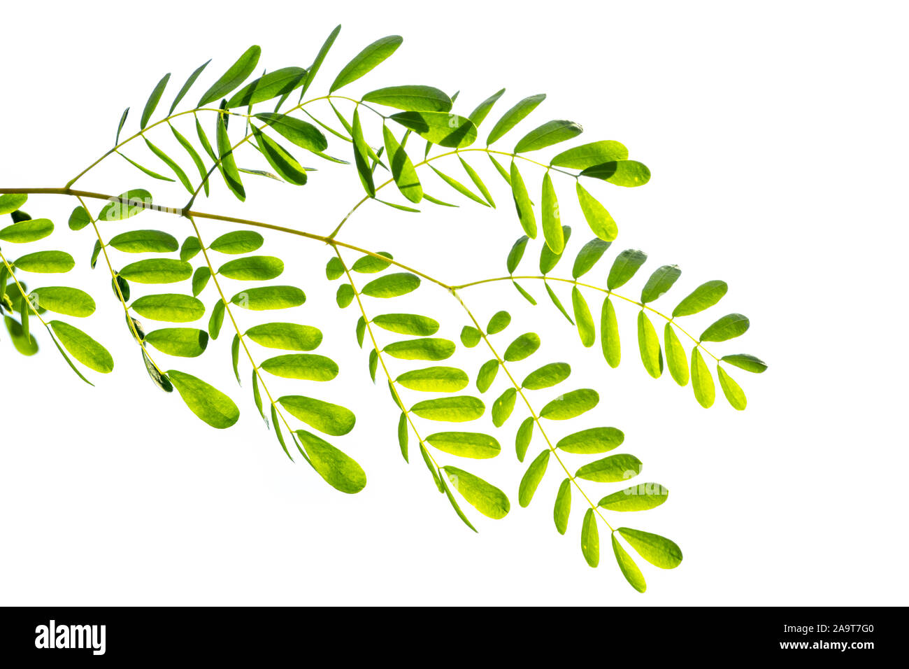 Acacia leaves isolated on white background. Green leaves of acacia tree ...