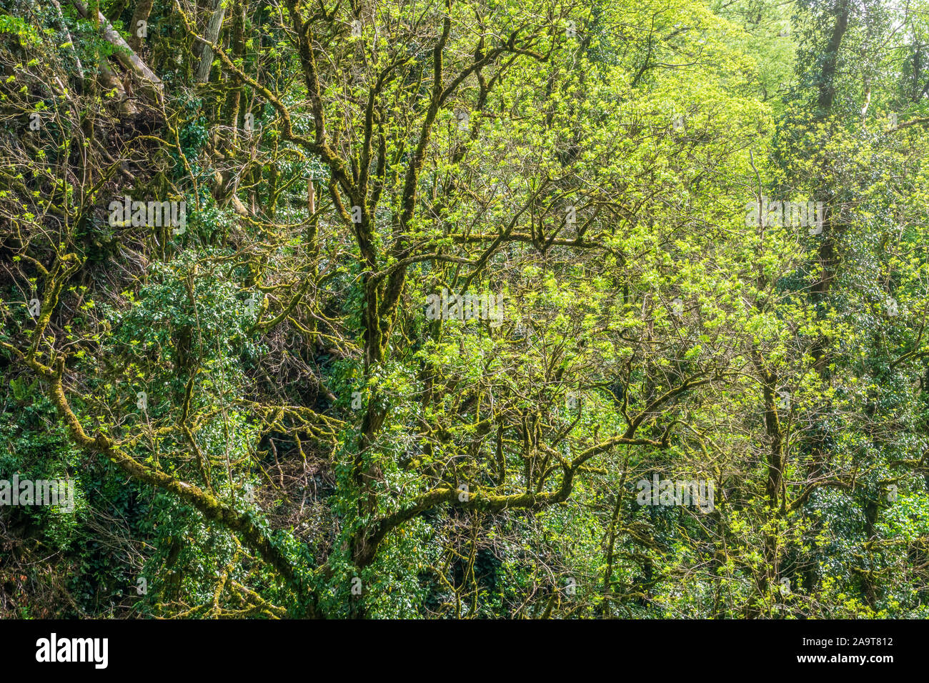 Trees overgrown with moss in a dense forest are lit by the sun. Spring ...