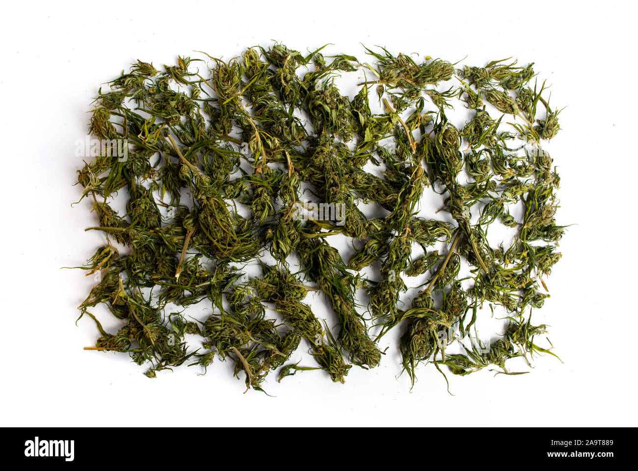 Cannabis plant leaves in Cut Out Stock Images & Pictures - Alamy