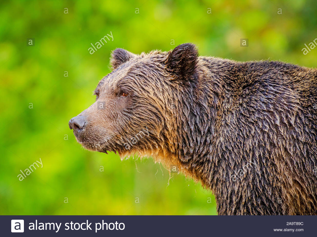 Grizzly Nose High Resolution Stock Photography and Images - Alamy