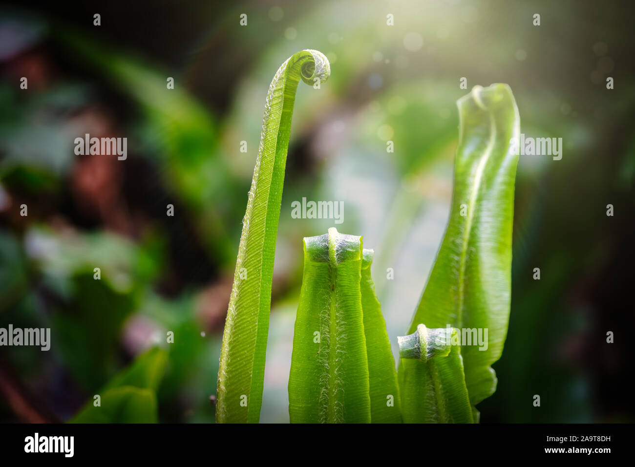 Fern Asplenium scolopendrium, known as hart's-tongue fern, Phyllitis ...