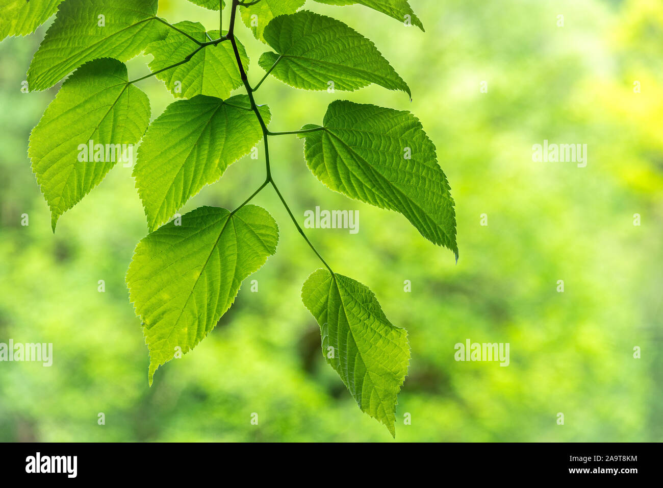 Green leaves of linden Tilia dasystyla on a green background. Tilia ...