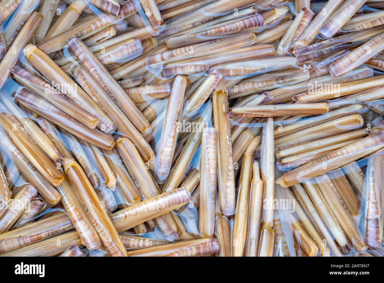 Razor clam shells in the street market. Food Stock Photo - Alamy