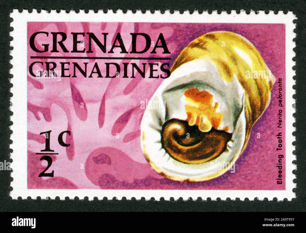 Bleeding tooth nerita hi-res stock photography and images - Alamy