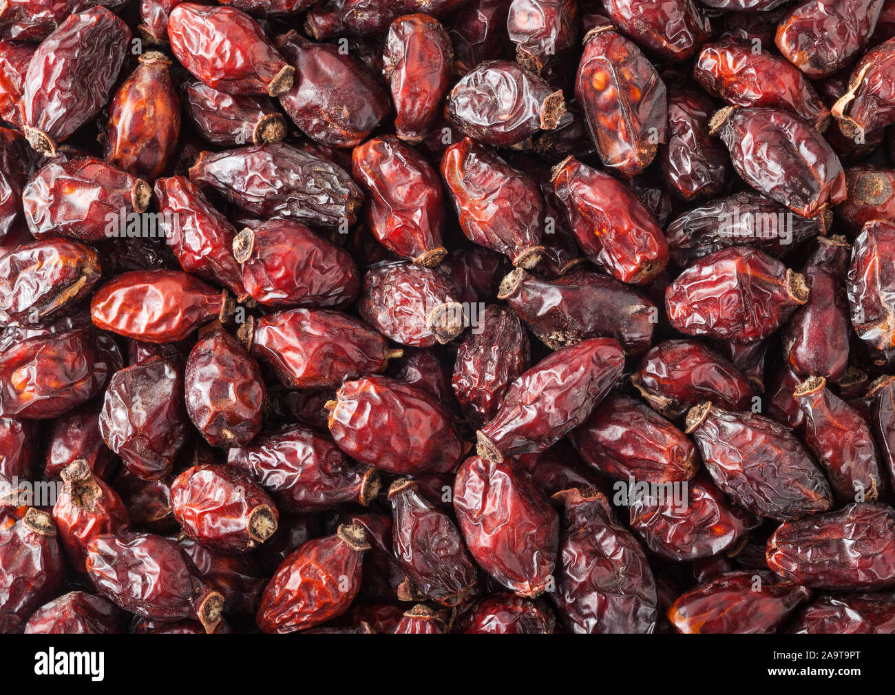 Berries of wild rose hi-res stock photography and images - Alamy