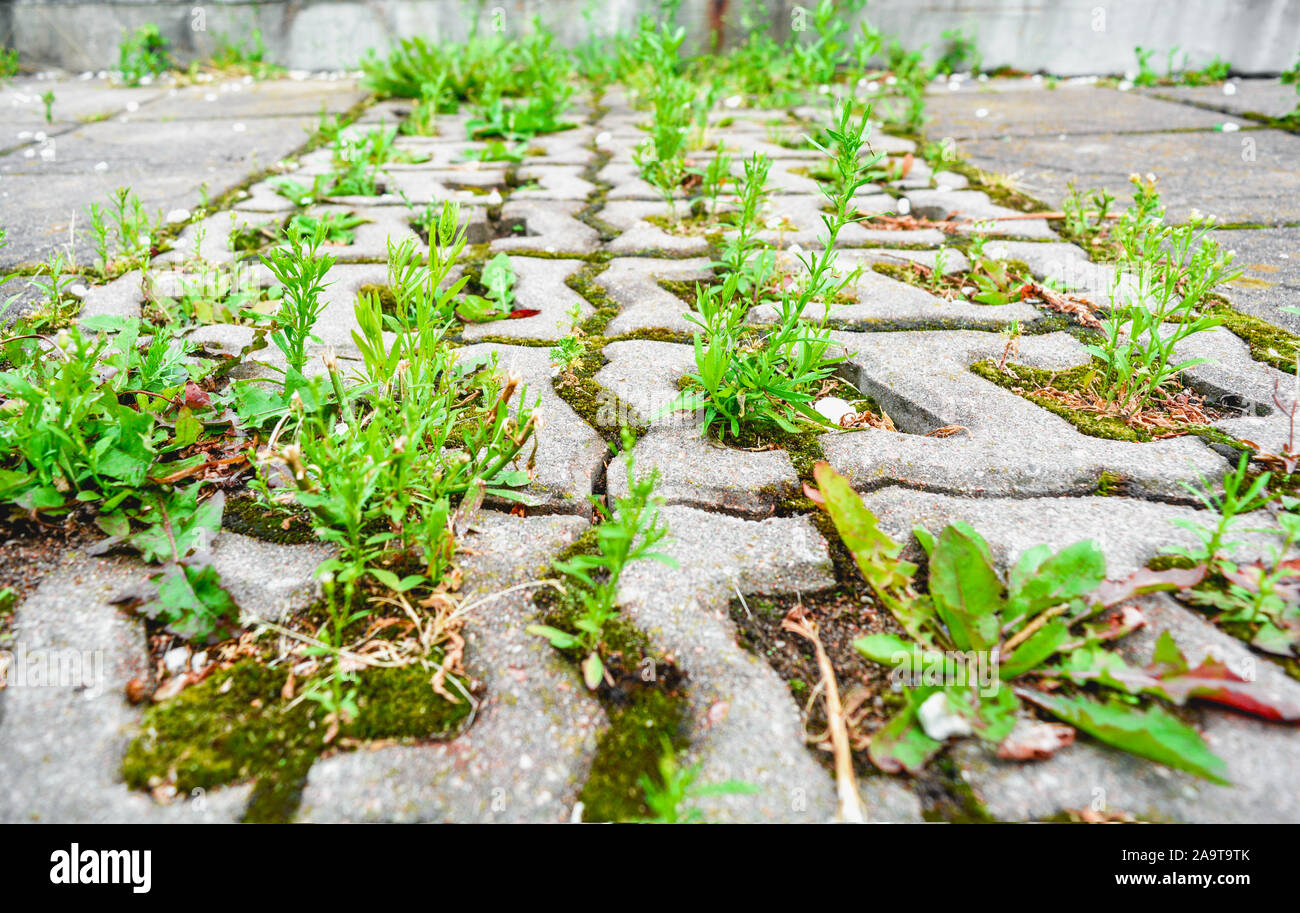 Perspective with shallow depth of field of old cobblestone eco-friendly ...