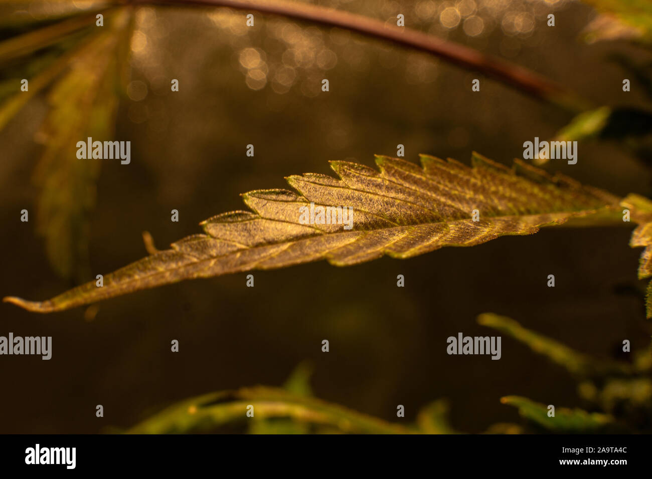 Growing medical marijuana indoor in camera shifting effect. Big ...