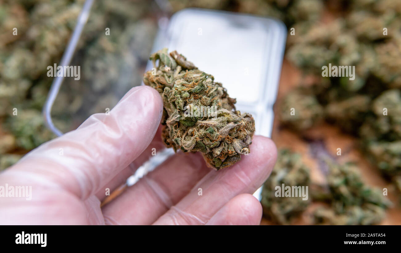 Marijuana drug test hi-res stock photography and images - Alamy