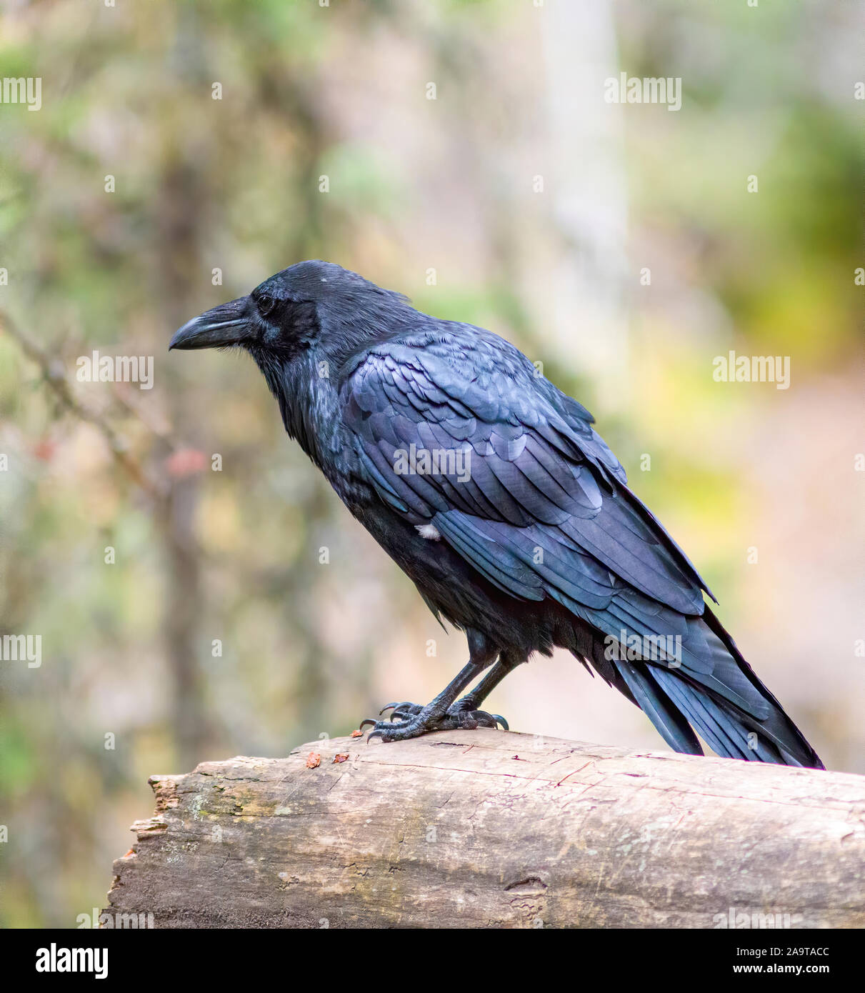 Close-up of a beautiful black Common Raven (Corvus corax). Wild animals ...