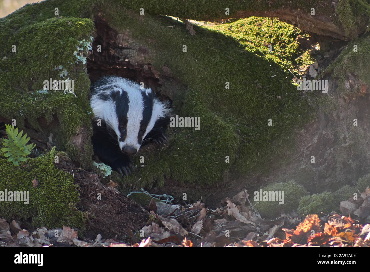 Badger Stone High Resolution Stock Photography and Images - Alamy
