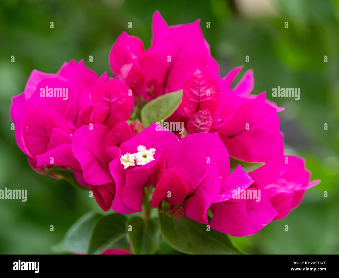 Bougainvillea flowers texture and background. Ping flowers of ...