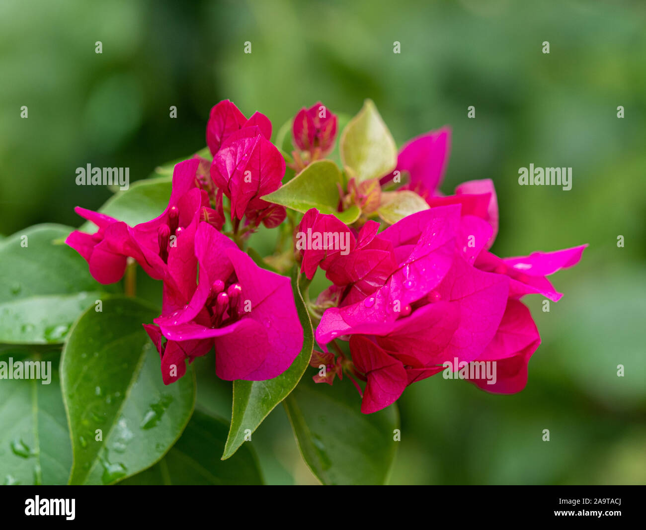 Bougainvillea flowers texture and background. Ping flowers of ...