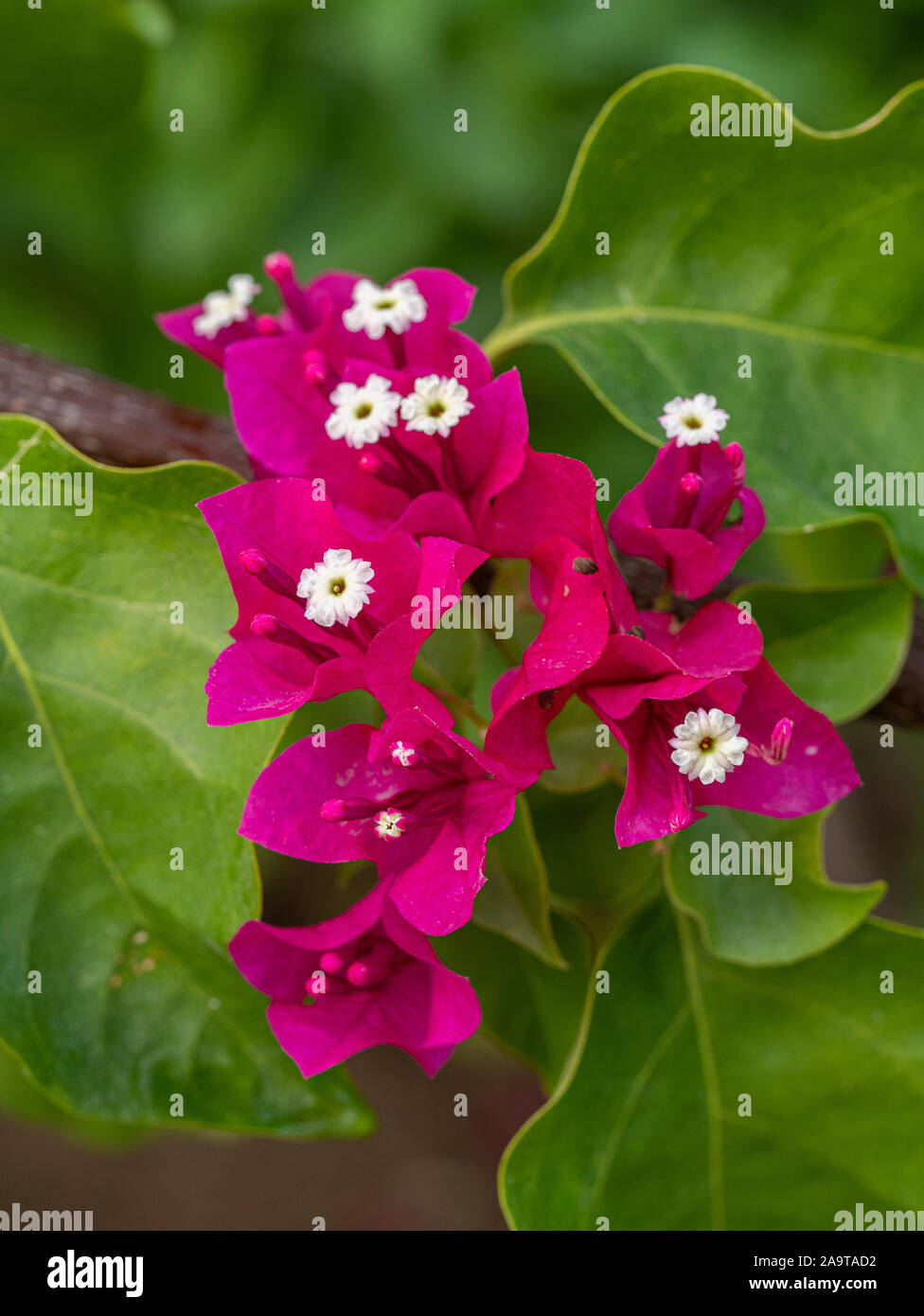 Bougainvillea flowers texture and background. Ping flowers of ...