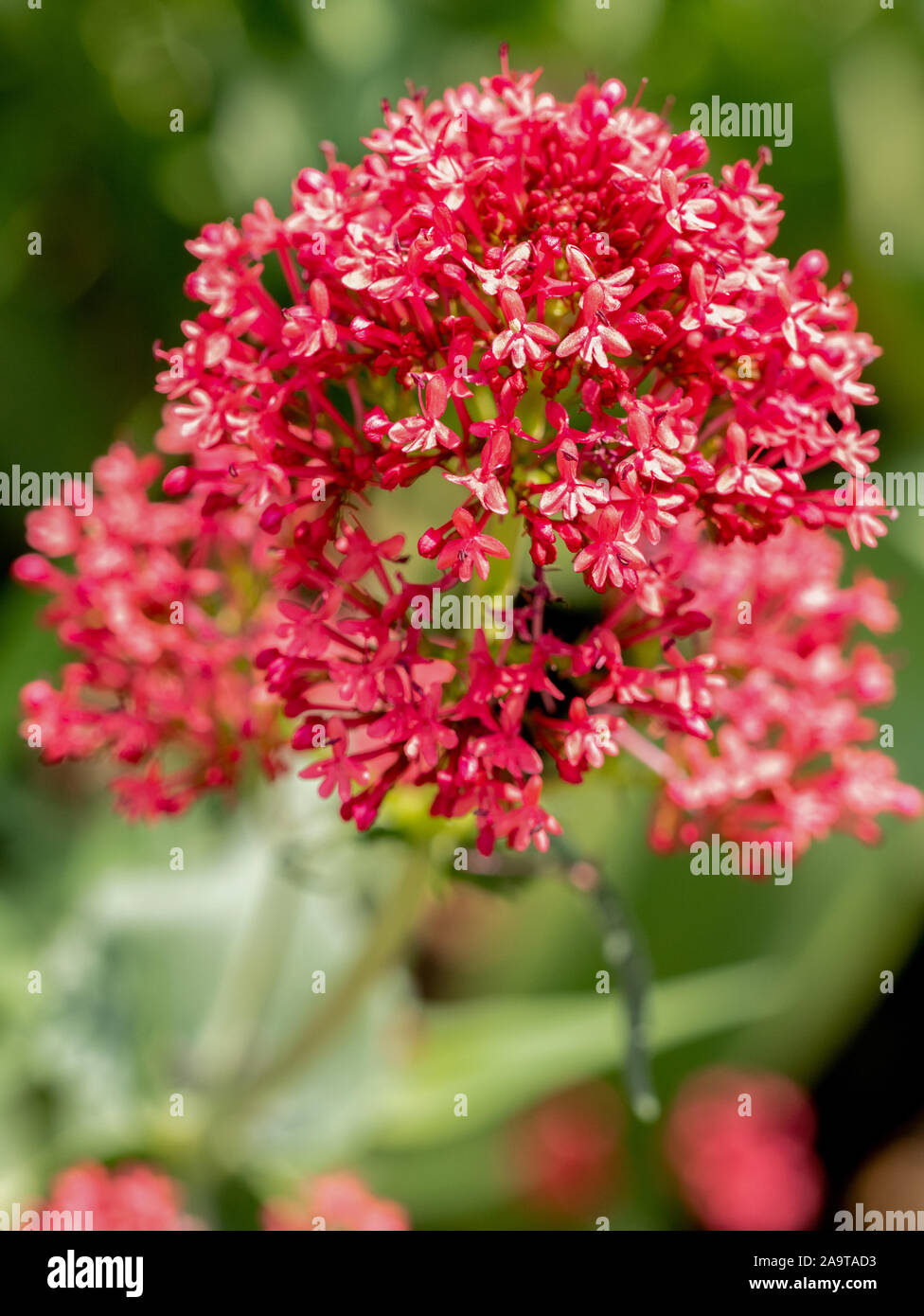 Pretty betsy hi-res stock photography and images - Alamy