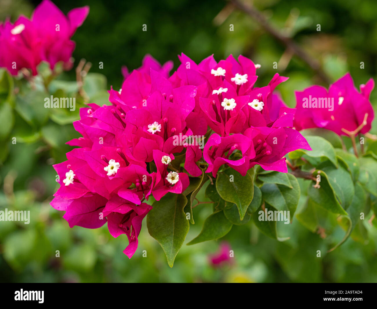 Bougainvillea flowers texture and background. Ping flowers of ...