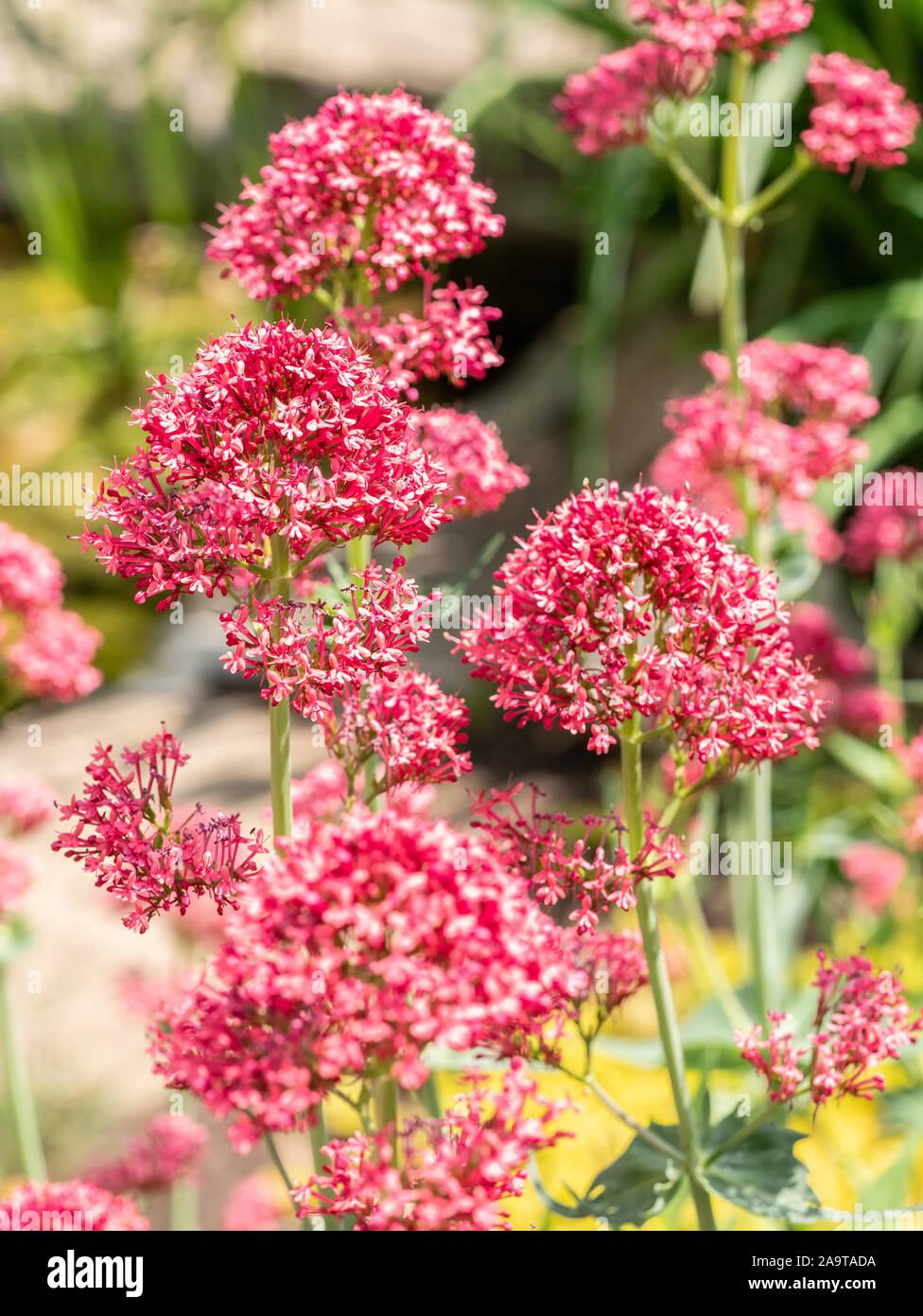 Pretty betsy hi-res stock photography and images - Alamy