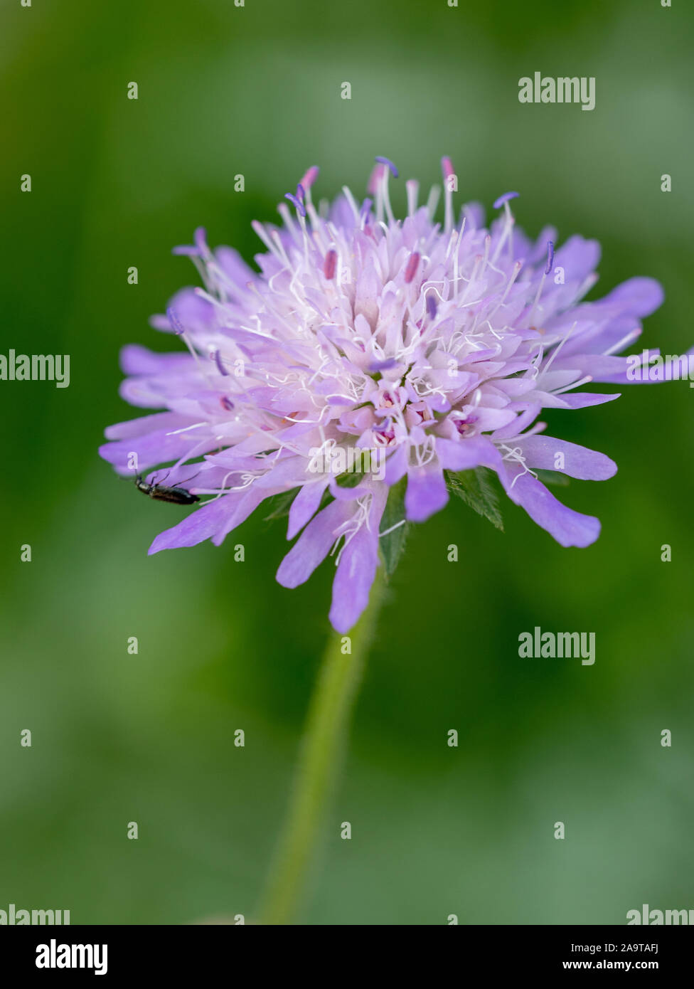 Macedonian scabious knautia macedonica hi-res stock photography and ...