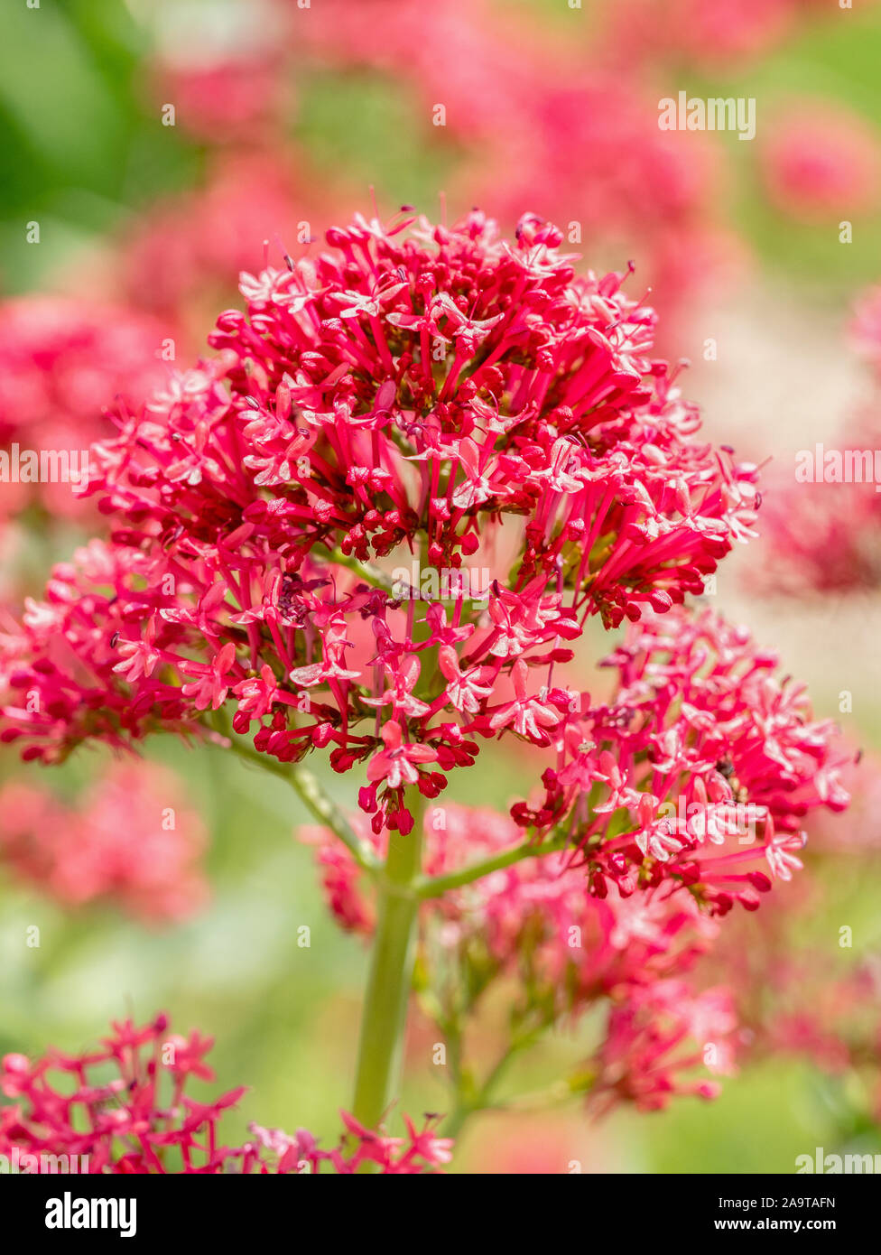 Pretty betsy hi-res stock photography and images - Alamy