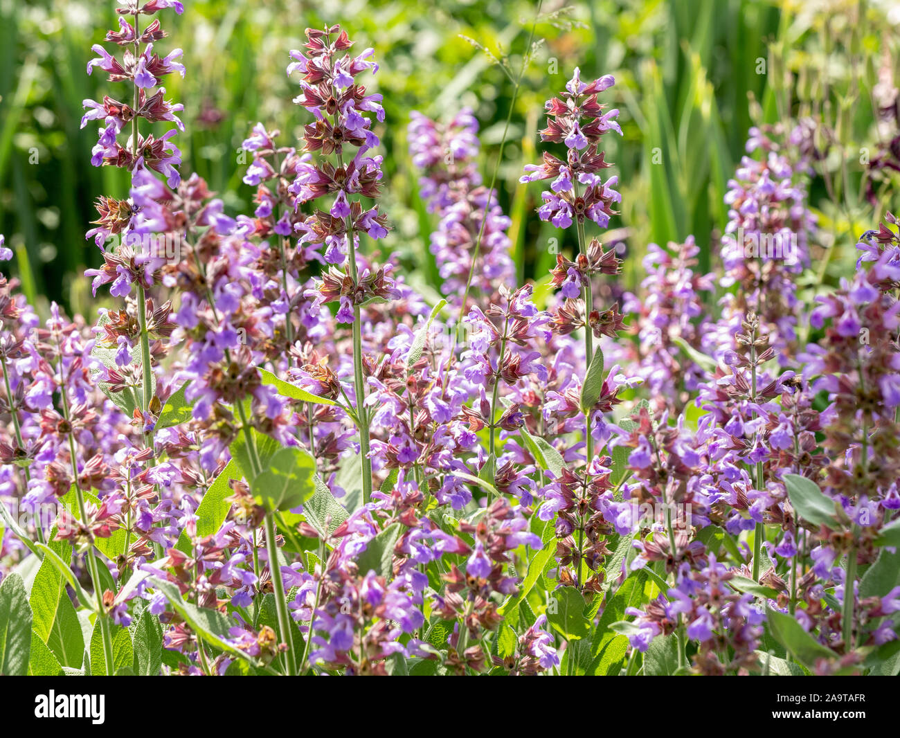 Salvia officinalis (Sage also called Garden sage or Common sage) is a ...
