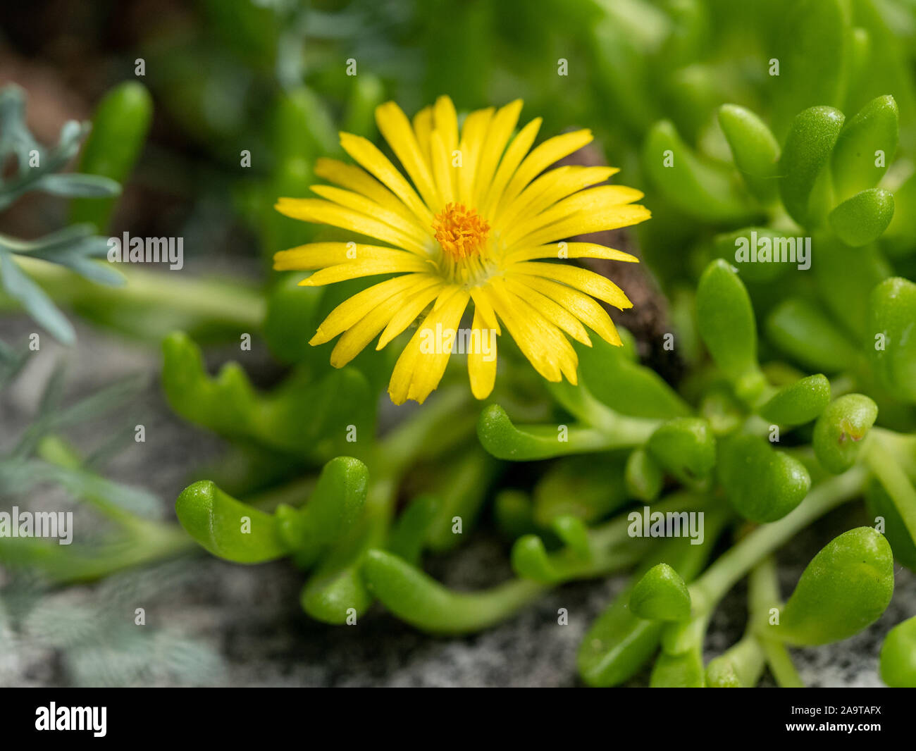 Delosperma nubigenum hi-res stock photography and images - Alamy