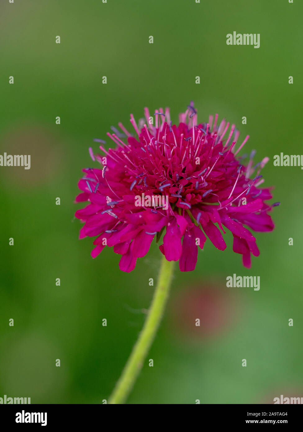 Macro photo of Macedonian scabious(Knautia Macedonica) flower ** Note ...