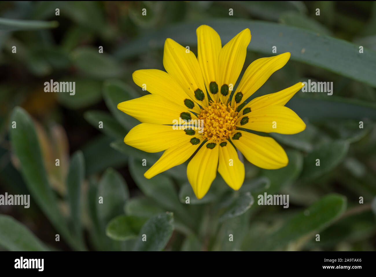Yellow Flowering Gazania Delosperma with buds (also known as treasure ...