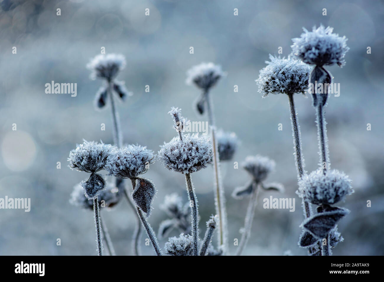 Frosted winter flowers grass hi-res stock photography and images - Alamy