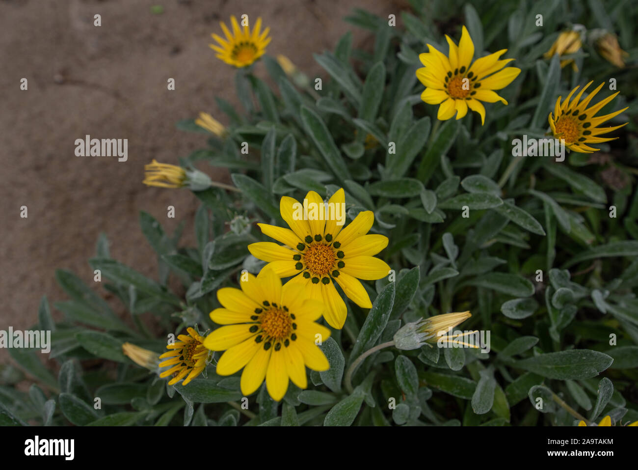 Yellow Flowering Gazania Delosperma with buds (also known as treasure ...