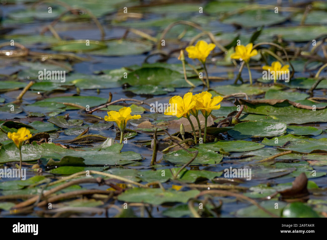Dense floating fresh water vegetation of Fringed Water-lily (Nymphoides ...