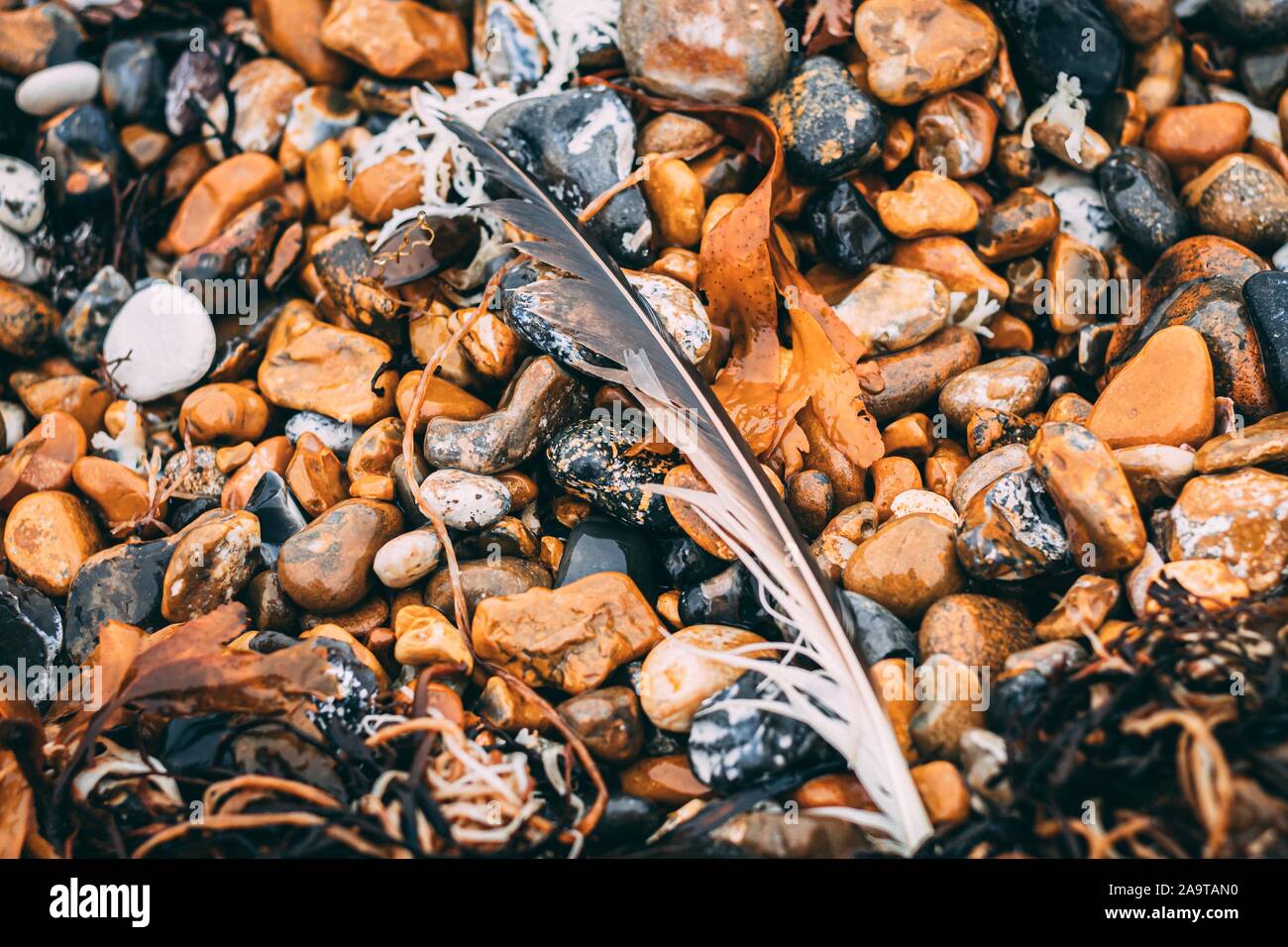feather on pebble beach Stock Photo - Alamy