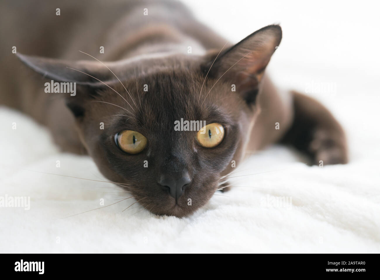 brown burmese kitten lies on a white blanket at home Stock Photo - Alamy