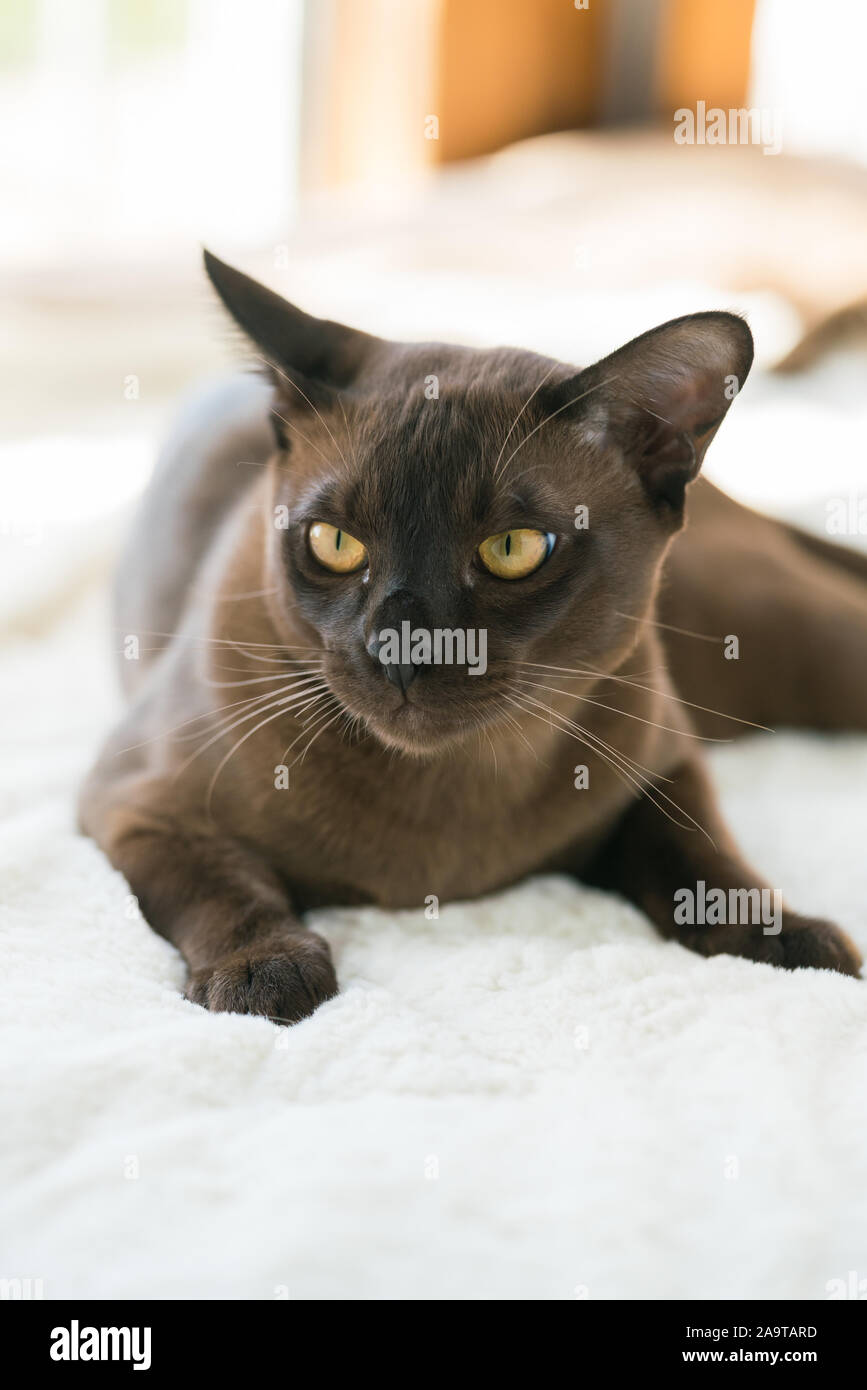 brown burmese kitten lies on a white blanket at home Stock Photo - Alamy