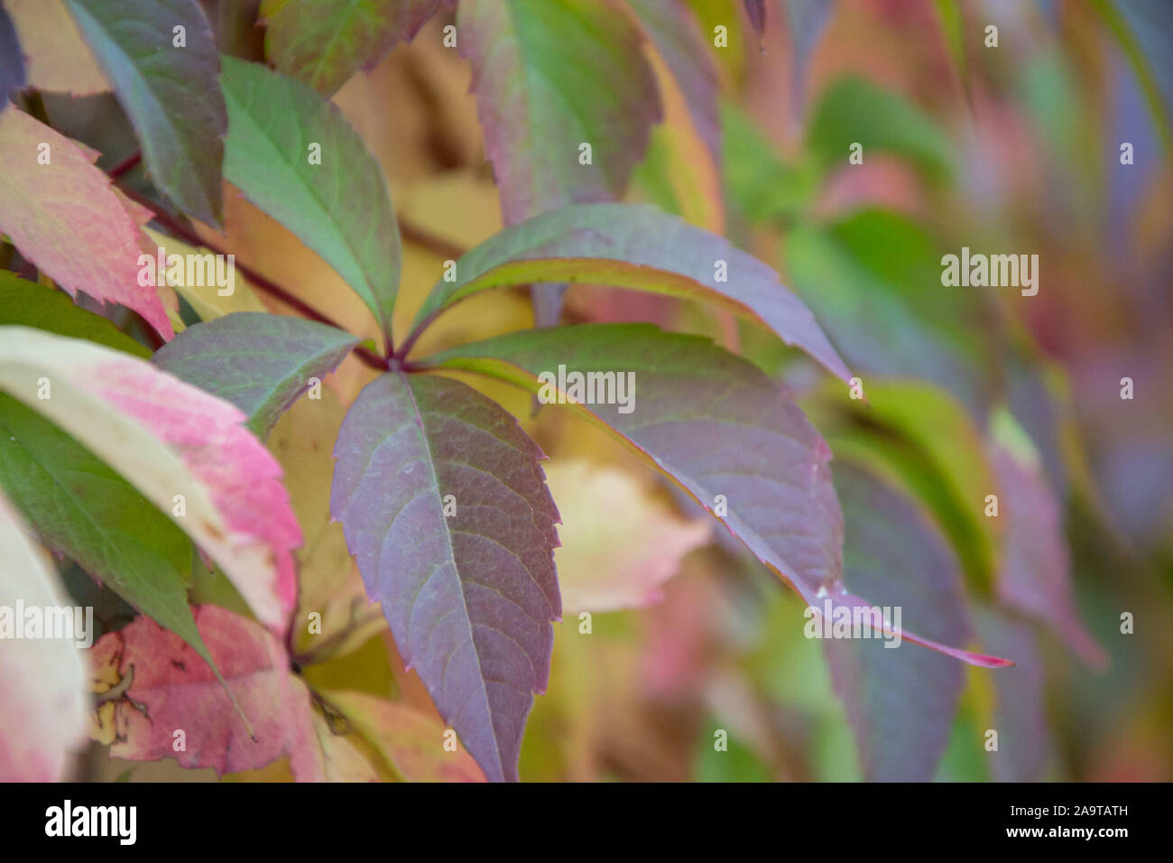 Autumn colorful leaves, Virginia creeper plant (Parthenocissus ...