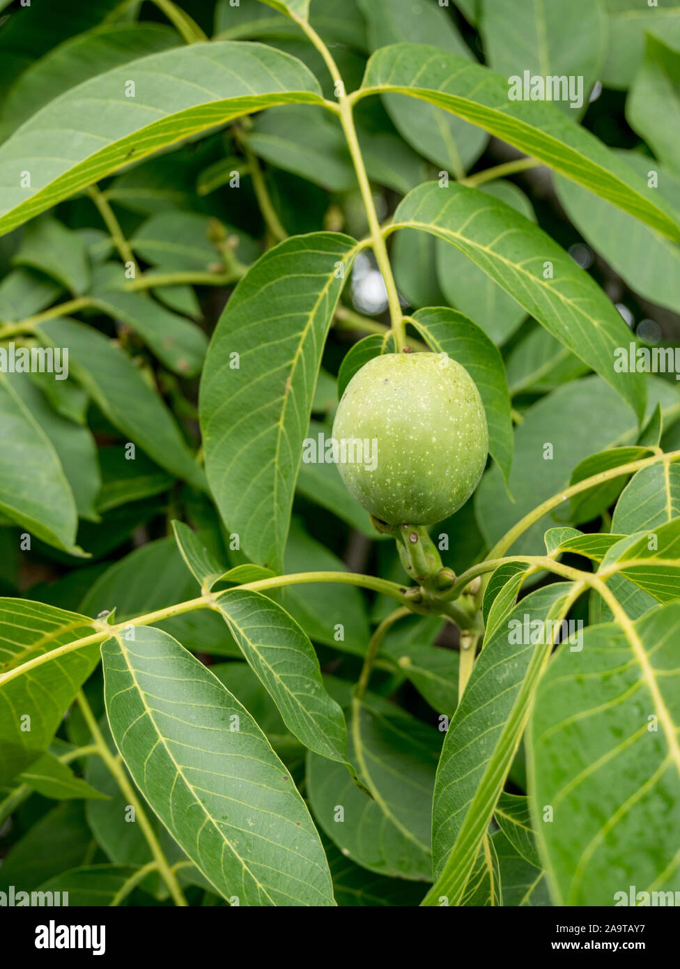 Walnut tree close hi-res stock photography and images - Alamy