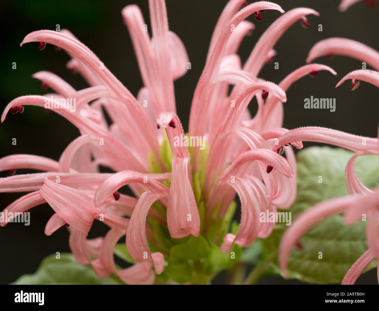 Brazilian plume flower hi-res stock photography and images - Alamy