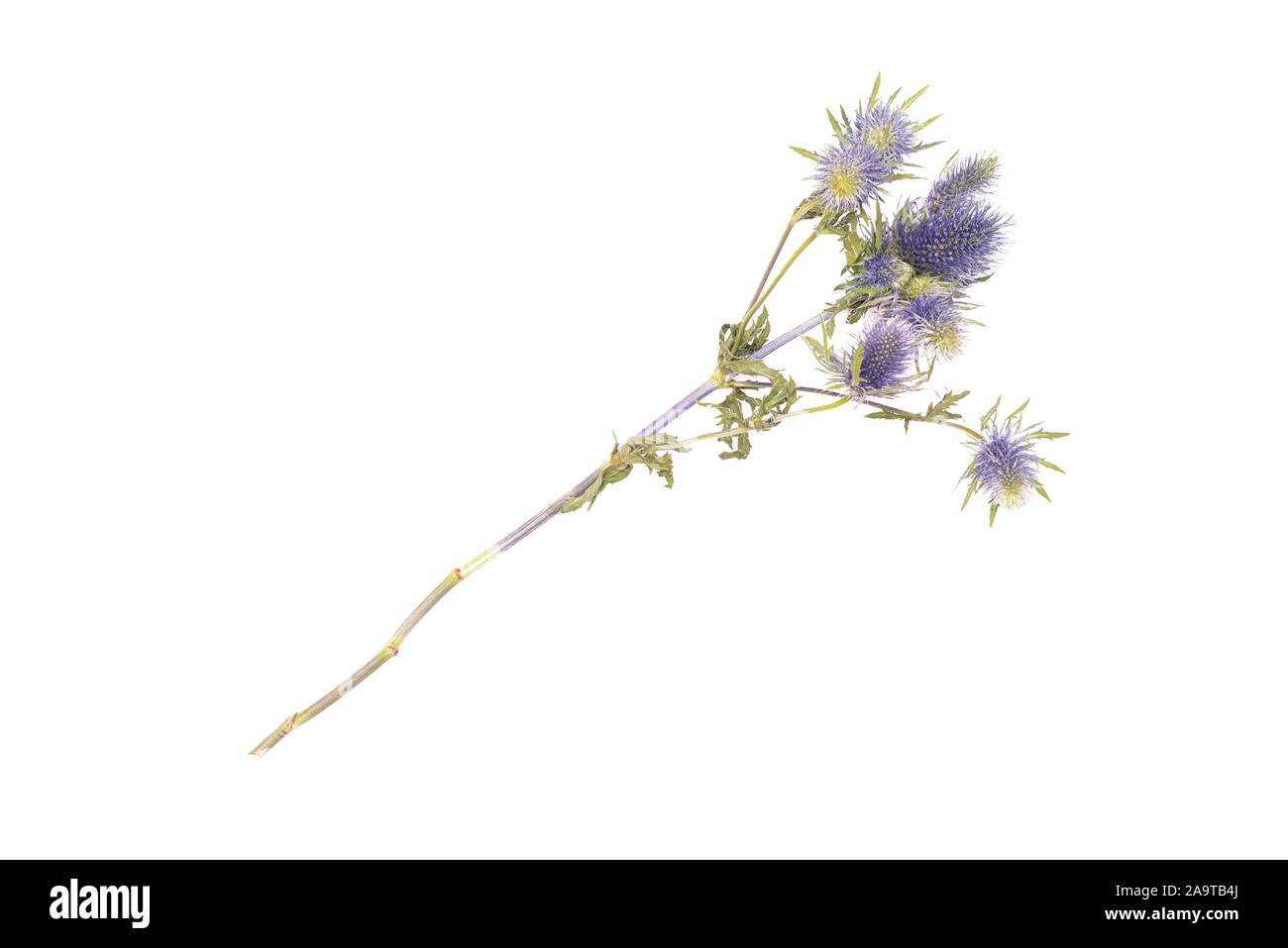 Feverweed plant isolated on the white background Stock Photo - Alamy