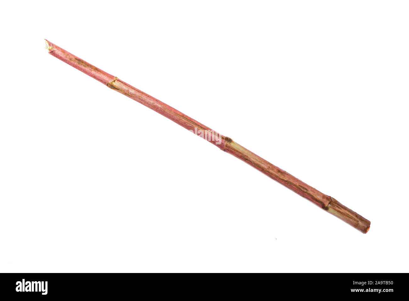 Branch of plant isolated on a white background Stock Photo - Alamy