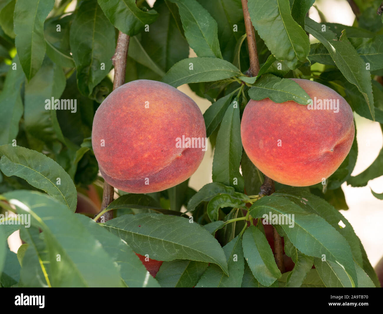 Pick your own background hi-res stock photography and images - Alamy