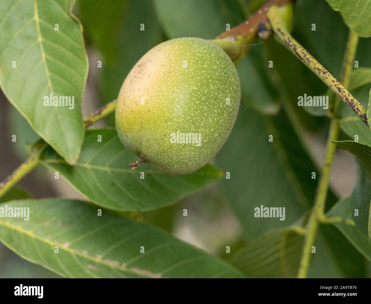 Walnut Tree Close High Resolution Stock Photography and Images - Alamy