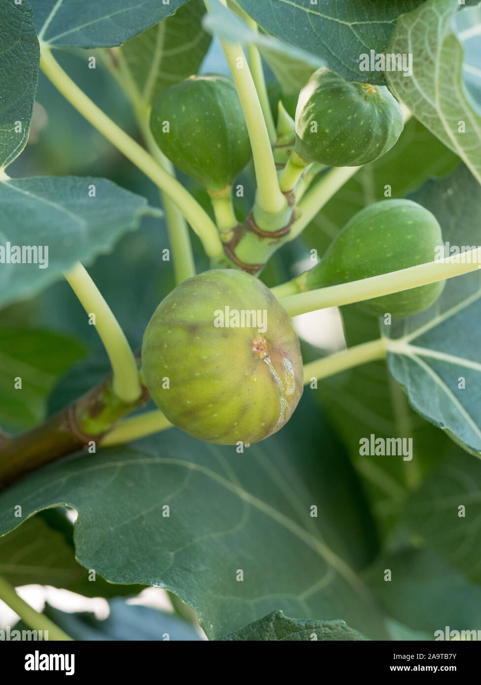 Paradise Fig High Resolution Stock Photography and Images - Alamy
