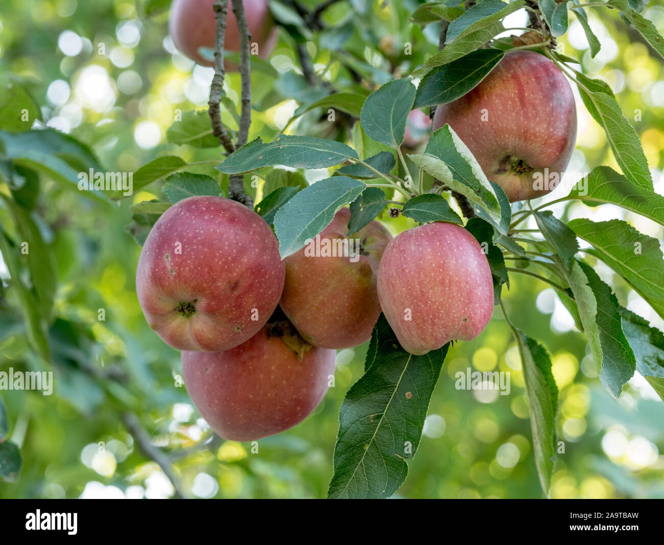 A group of sweet, fresh and organic apples grow on apple-tree branch ...