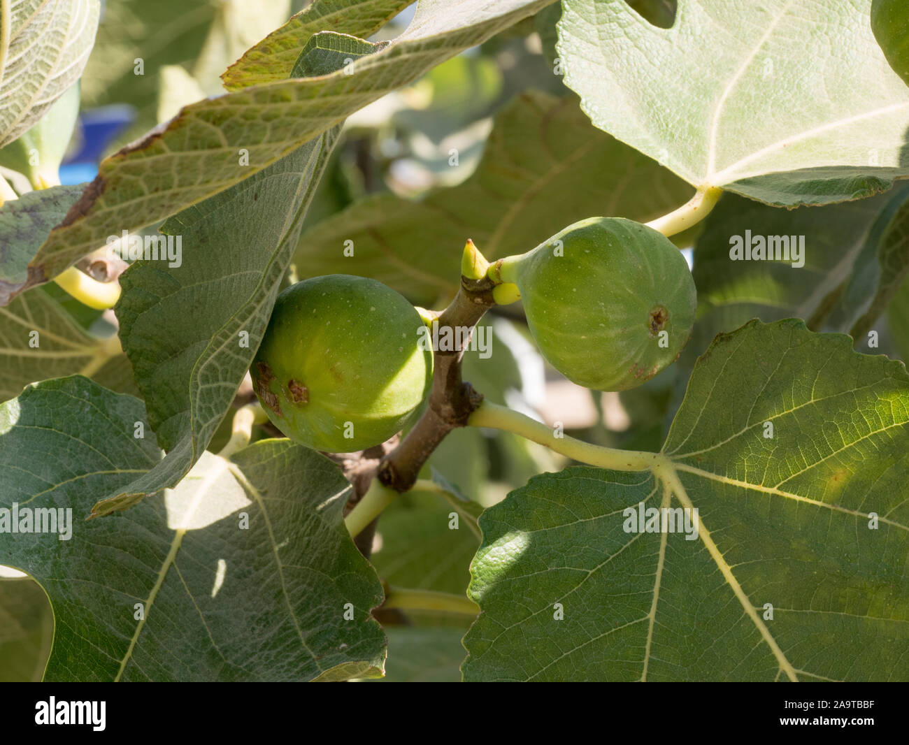 Figplant hi-res stock photography and images - Alamy