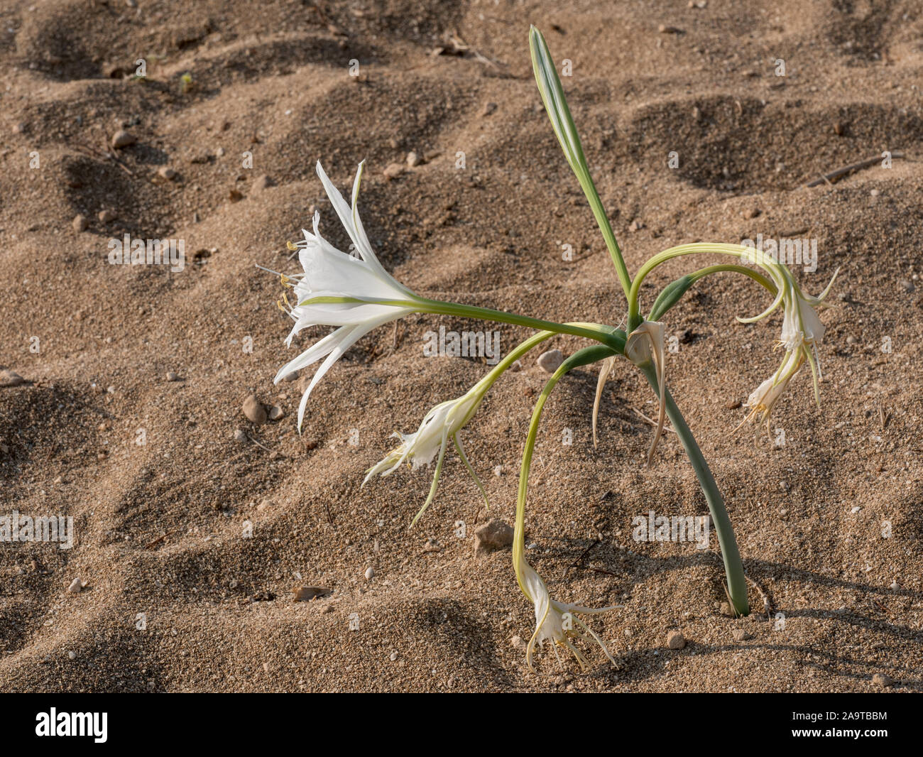 Lily borer hi-res stock photography and images - Alamy
